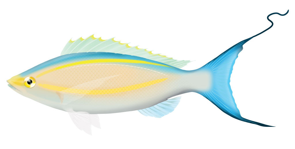 Purple Threadfin Bream - Pentapodus Emeryii | Marinewise