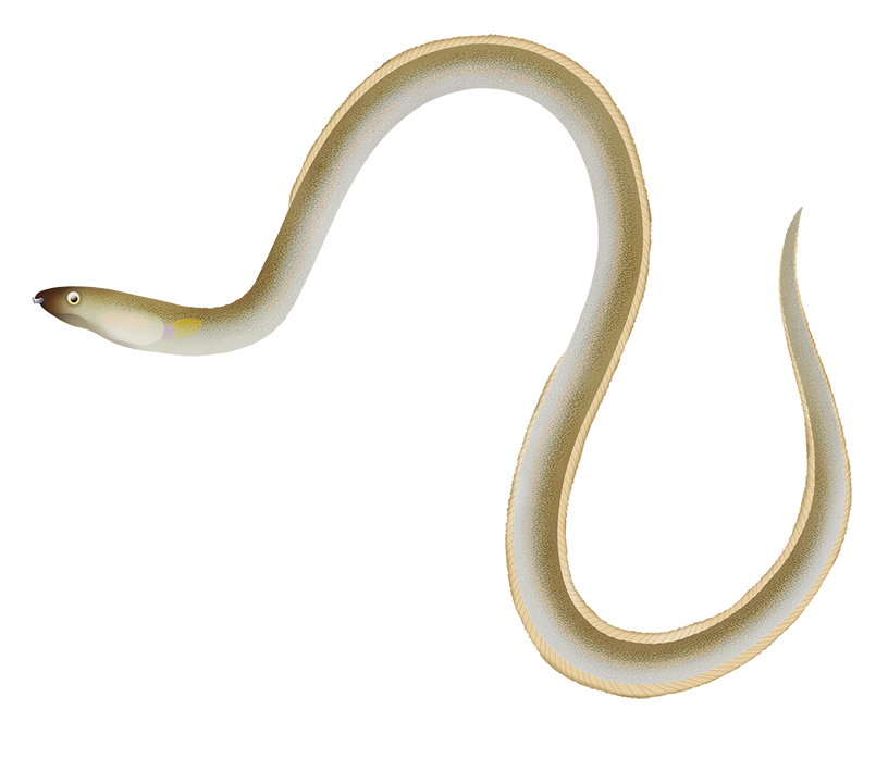 Burrowing Snake Eel - Pisodonophis Cancrivorous | Marinewise