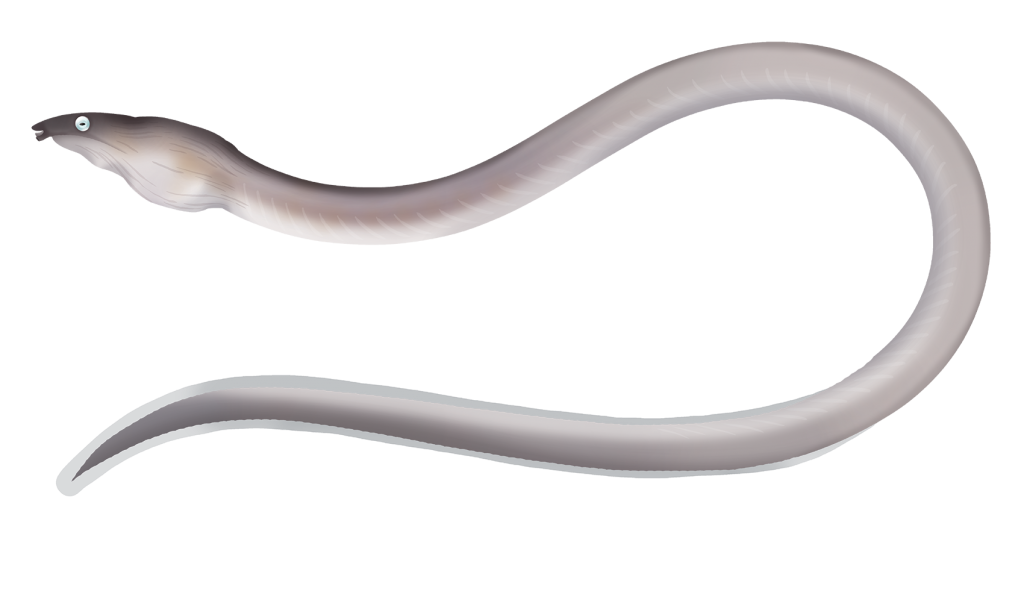 Flappy Snake Eel - Phyllophichthus Xenodontus | Marinewise