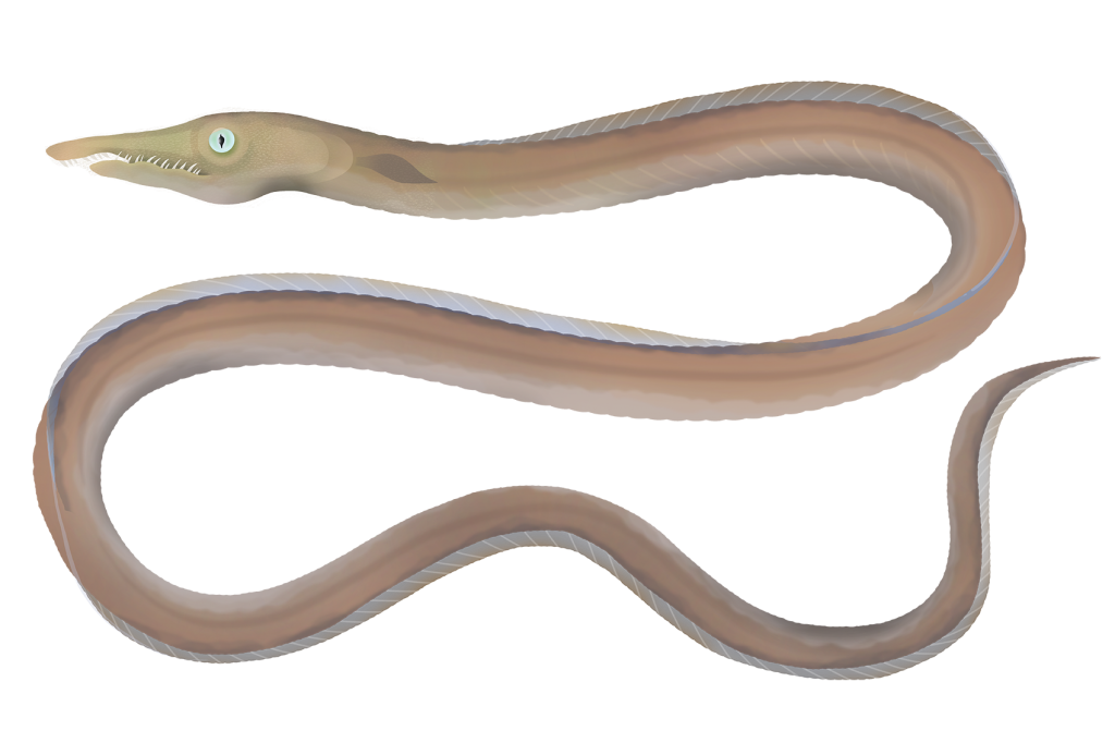 Serpent Eel - Ophisurus Serpens | Marinewise