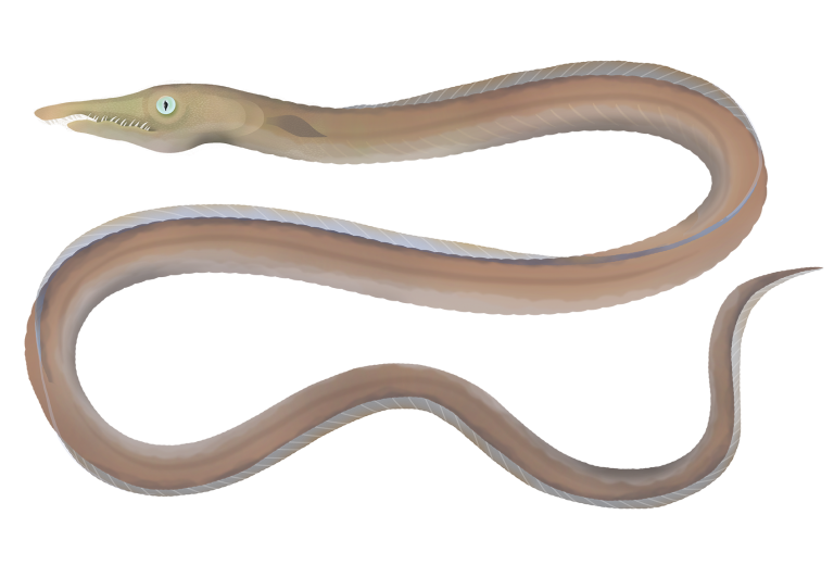 Serpent Eel - Ophisurus Serpens | Marinewise