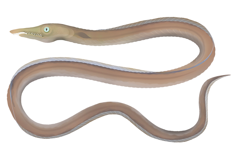 Serpent Eel - Ophisurus Serpens | Marinewise