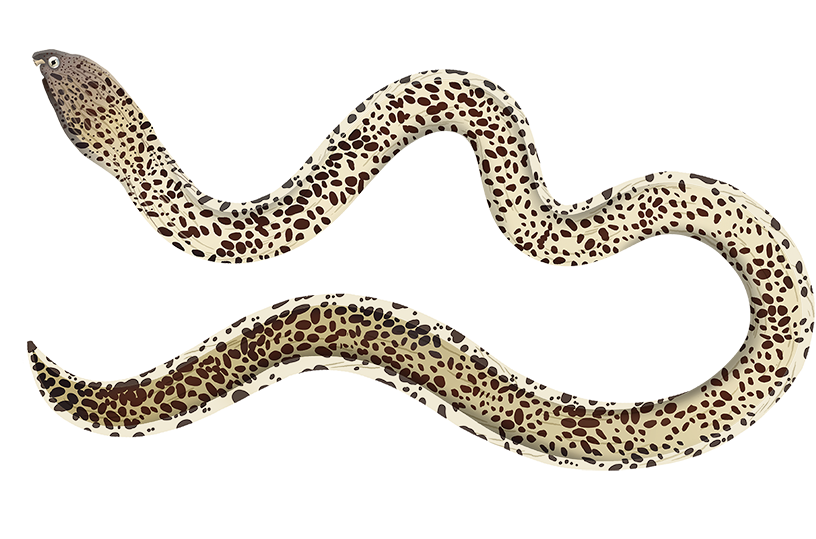 Marbled Snake Eel - Callechelys Marmorata | Marinewise
