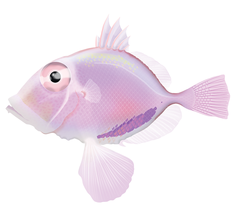 Rosy Dory - Cyttopsis Rosea | Marinewise