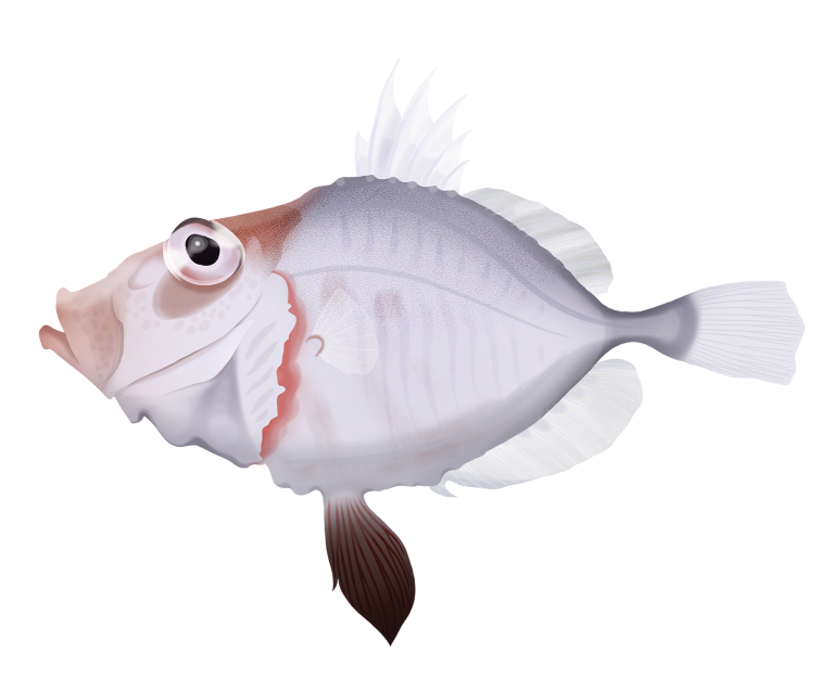 Little Dory - Cyttopsis Cypho | Marinewise