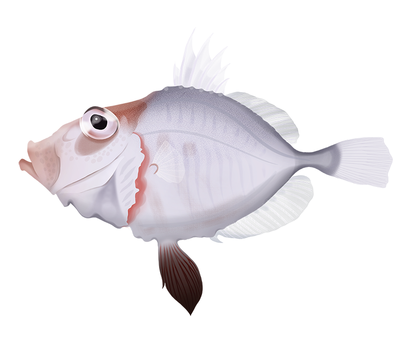 Little Dory - Cyttopsis Cypho | Marinewise