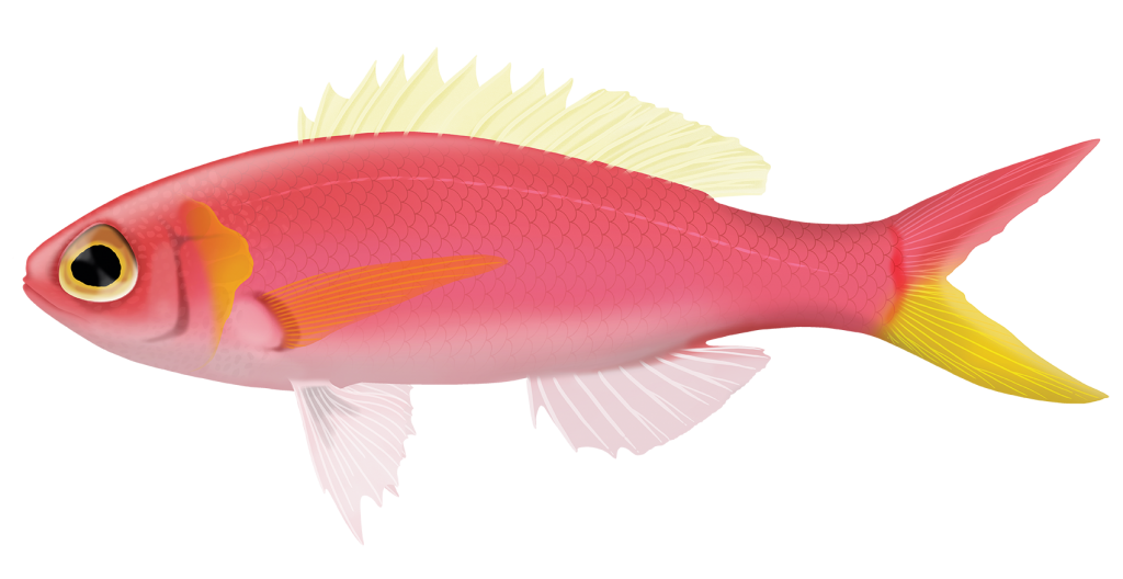 Typical Slopefish - Symphysanodon Typus | Marinewise