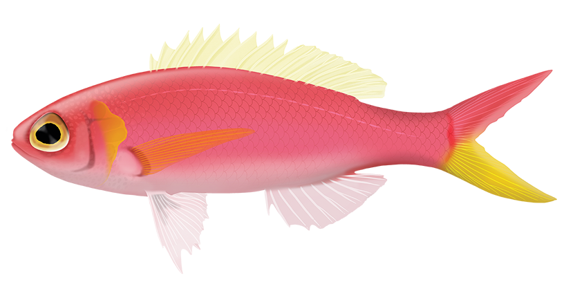 Typical Slopefish - Symphysanodon Typus | Marinewise