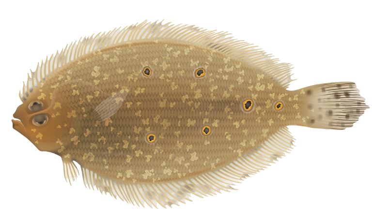 Smalltooth Flounder - Pseudorhombus Jenynsii | Marinewise