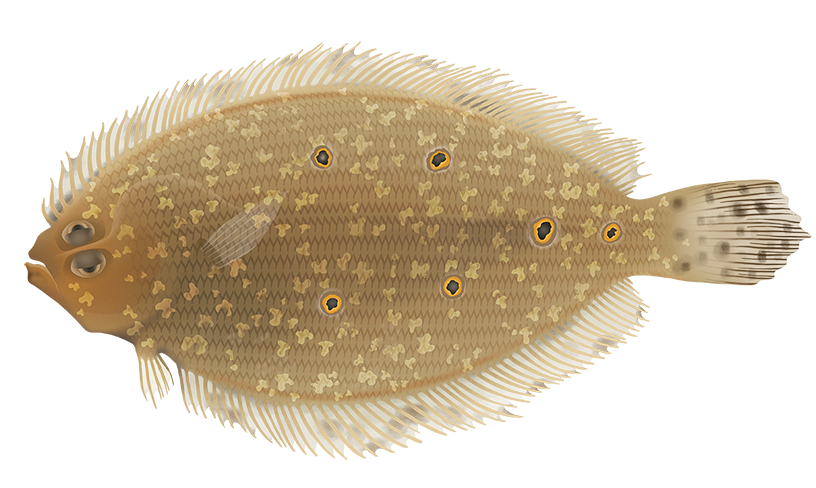 Smalltooth Flounder - Pseudorhombus Jenynsii | Marinewise
