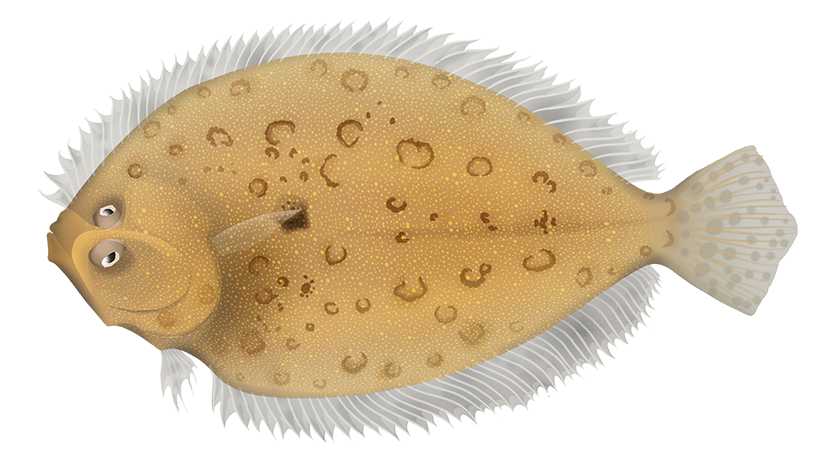Deep Flounder - Pseudorhombus Elevatus | Marinewise