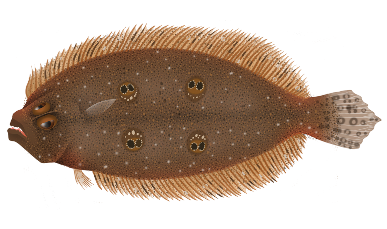 Bigtooth Twinspot Flounder - Pseudorhombus Diplospilus | Marinewise