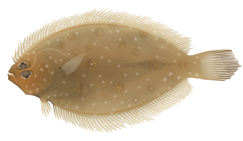 Largetooth Flounder - Pseudorhombus Arsius | Marinewise