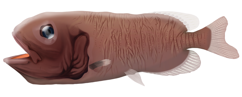 Common Redmouth Whalefish - Rondeletia Loricata | Marinewise