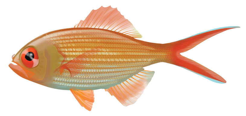 Swallowtail - Centroberyx Lineatus | Marinewise