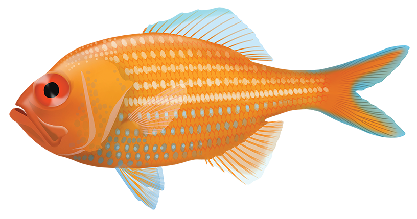 Bight Redfish - Centroberyx Gerrardi | Marinewise