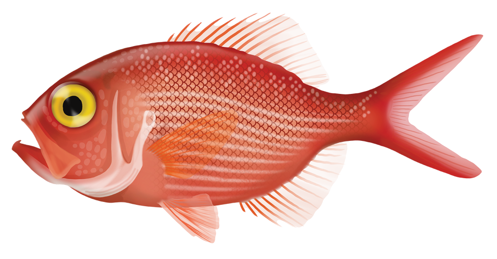 Yellow Eyed Redfish - Centroberyx Australia | Marinewise