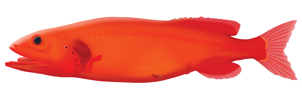 Redvelvet Whalefish - Barbourisia Rufa | Marinewise