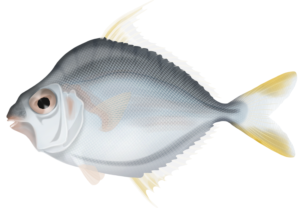 Common Ponyfish - Leiognathus Equula | Marinewise
