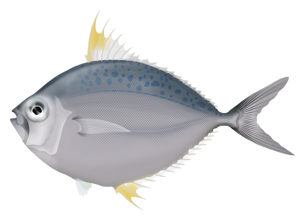Orangefin Ponyfish - Leiognathus Buindus | Marinewise