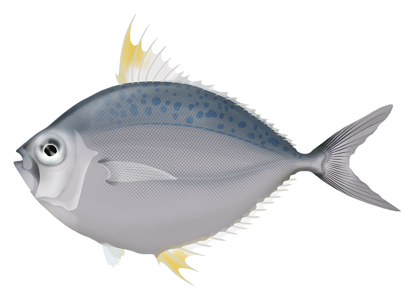 Orangefin Ponyfish - Leiognathus Buindus | Marinewise