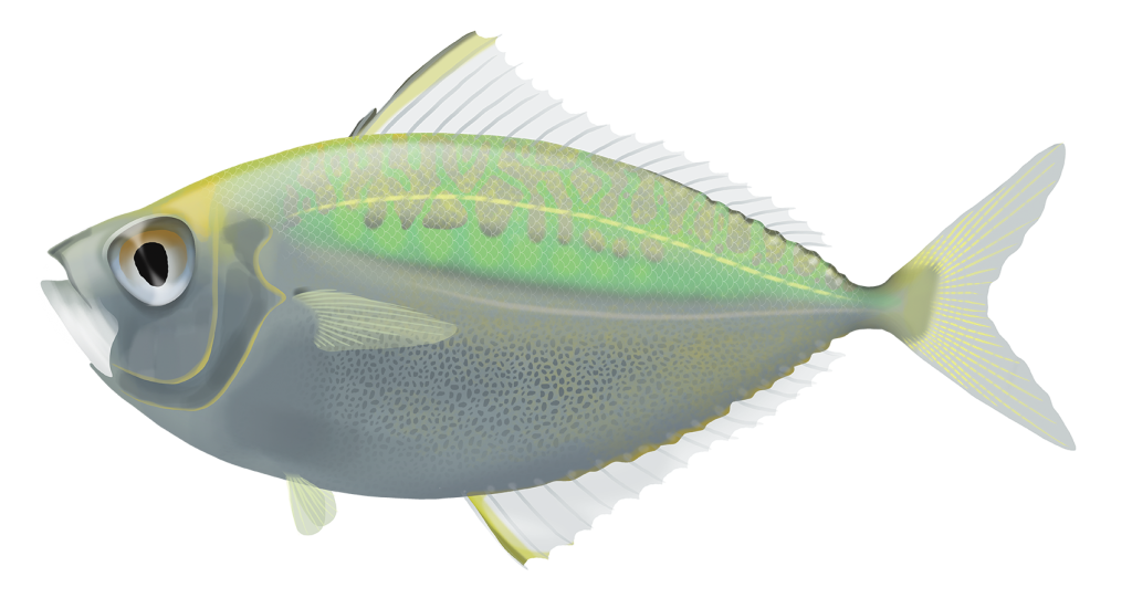 Toothed Ponyfish - Gaza Minuta | Marinewise