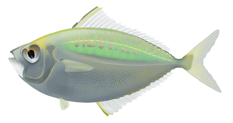 Toothed Ponyfish - Gaza Minuta | Marinewise