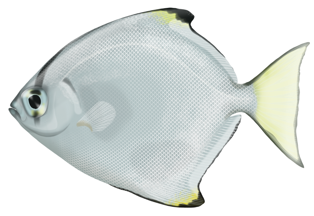 Diamond Fish - Monodactylus Argenteus | Marinewise