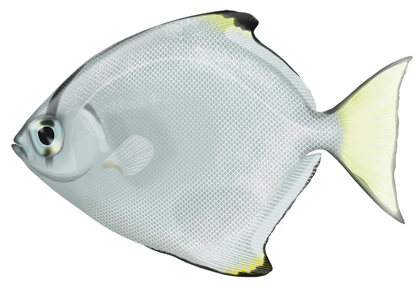 Diamond Fish - Monodactylus Argenteus | Marinewise
