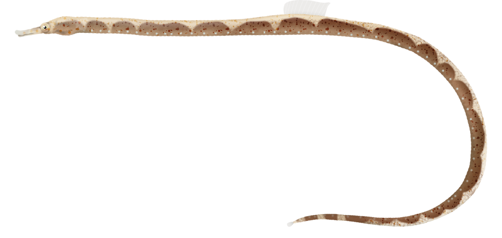 Straightstick Pipefish - Trachyrhamphus Longirostris | Marinewise
