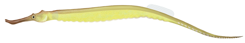 Double-end Pipefish - Syngnathoides Biaculeatus | Marinewise