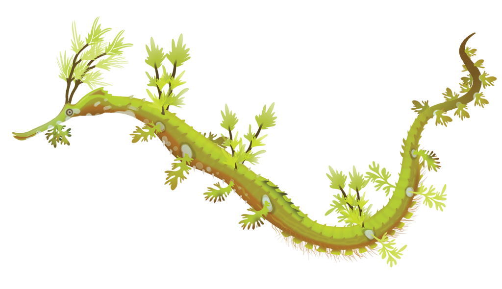 Ribboned Pipefish - Haliichthys Taeniophorus | Marinewise