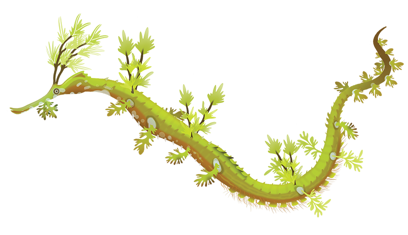 Ribboned Pipefish - Haliichthys Taeniophorus | Marinewise