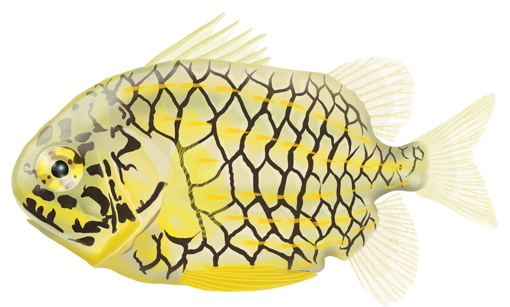 Japanese Pineapplefish - Monocentris Japonica | Marinewise