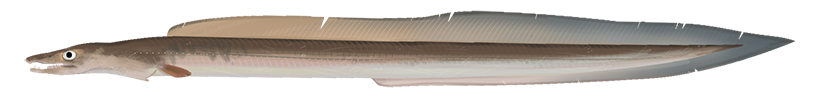 Darkfin Pike Eel - Muraenesox Cinereus | Marinewise