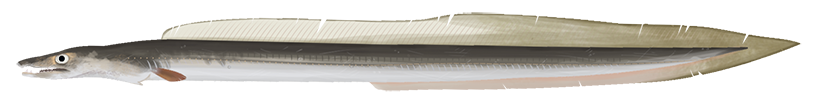 Common Pike Eel - Muraenesox Bagio | Marinewise