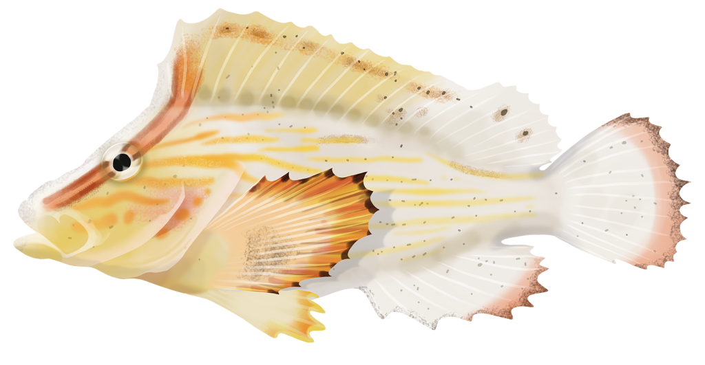 Whitenose Pigfish - Perryena Leucometopon | Marinewise