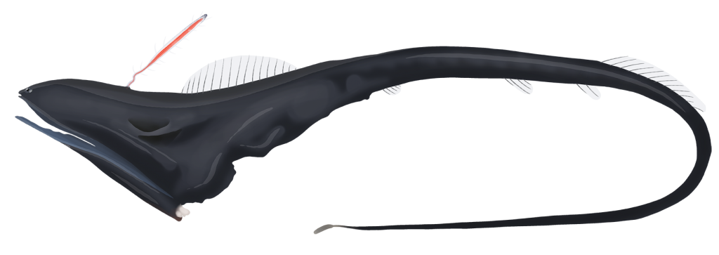 Pelican Eel - Eurypharynx Pelecanoides | Marinewise