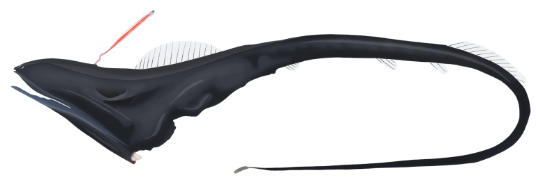 Pelican Eel - Eurypharynx Pelecanoides | Marinewise