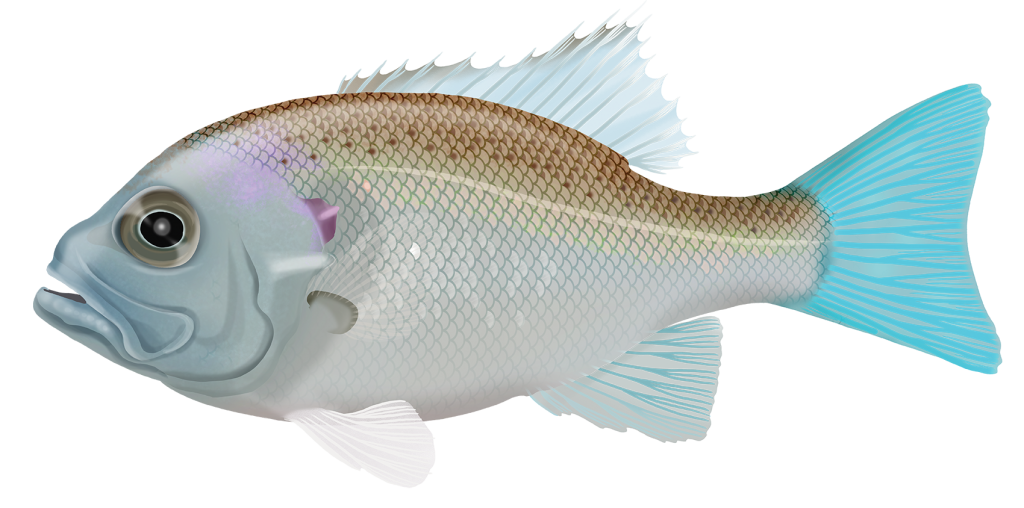 Pearl Perch - Glaucosoma Scapulare | Marinewise
