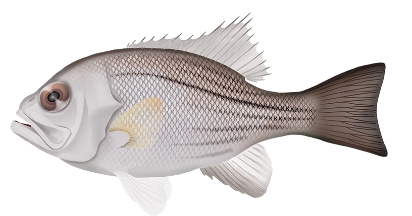 Northern Pearl Perch - Glaucosoma Burgeri | Marinewise