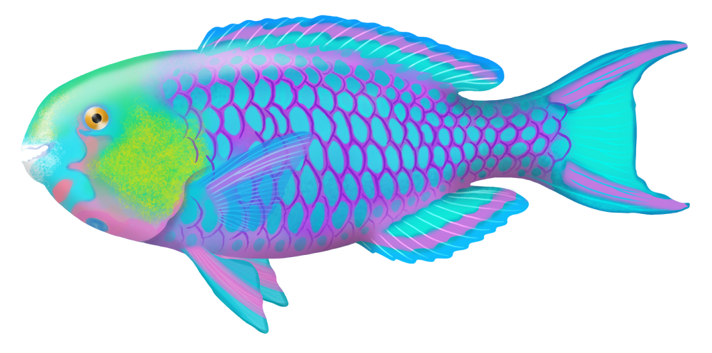 Greensnout Parrotfish - Scarus Spinus | Marinewise