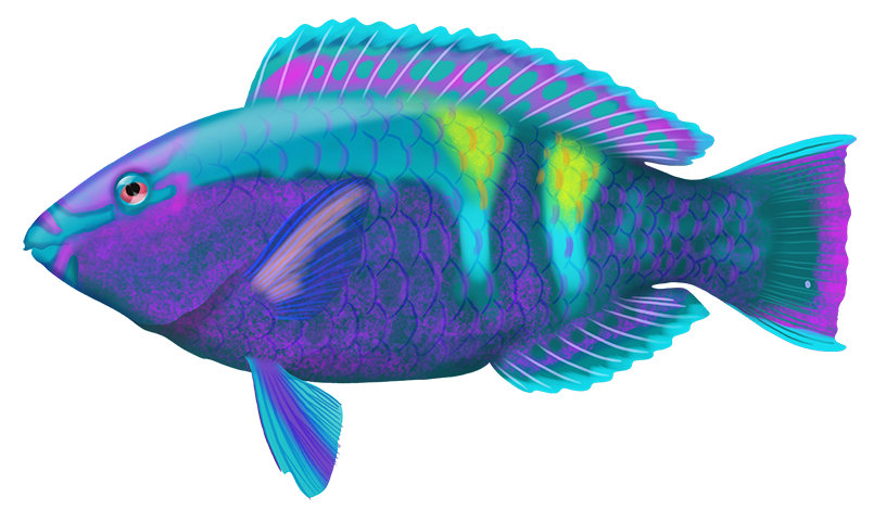 Schlegel's Parrotfish - Scarus Schlegeli | Marinewise