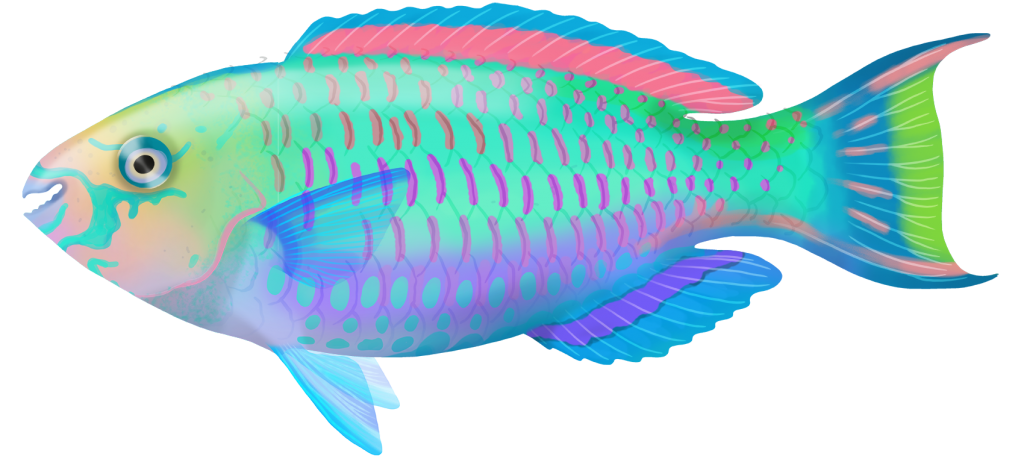 Greenblotch Parrotfish - Scarus Quoyi | Marinewise