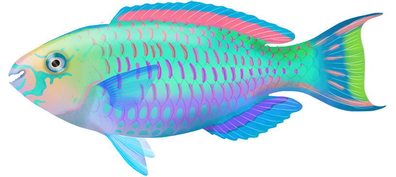 Greenblotch Parrotfish - Scarus Quoyi | Marinewise
