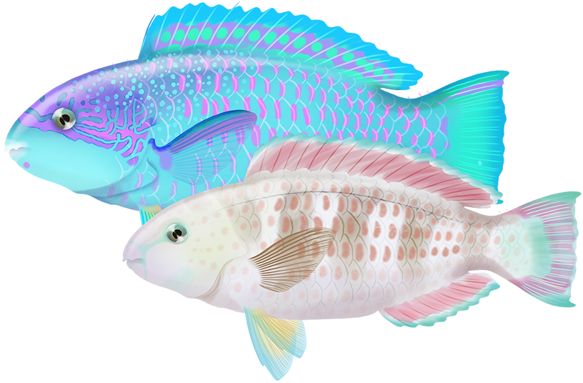 Violetline Parrotfish - Scarus Globiceps | Marinewise