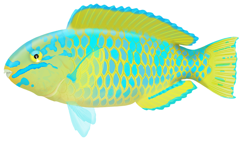 Bluebarred Parrotfish - Scarus Ghobban | Marinewise