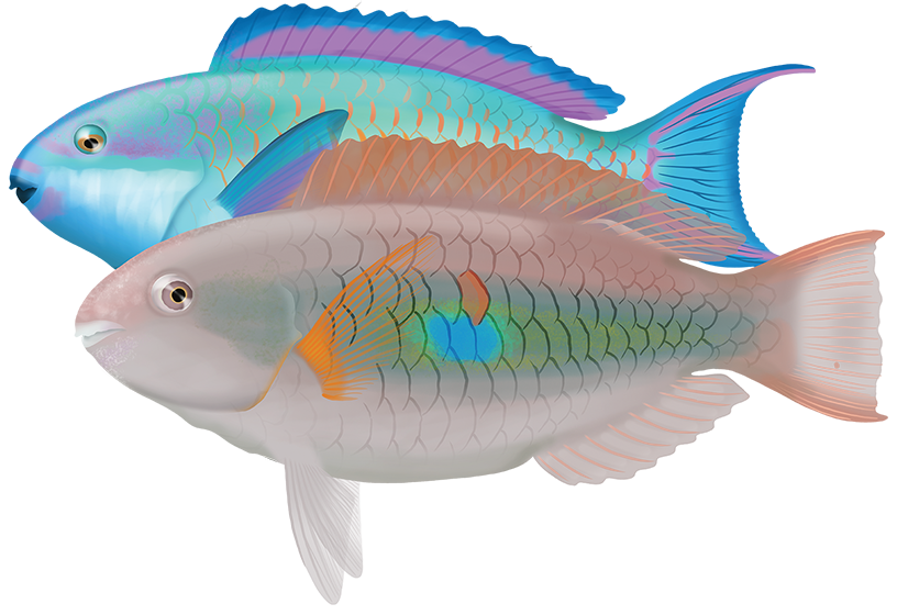 Whitespot Parrotfish - Scarus Forsteni | Marinewise