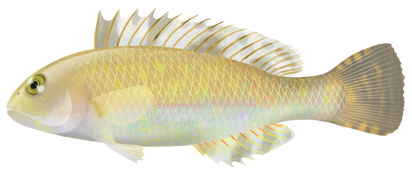 Marbled Parrotfish - Leptoscarus Vaigiensis | Marinewise