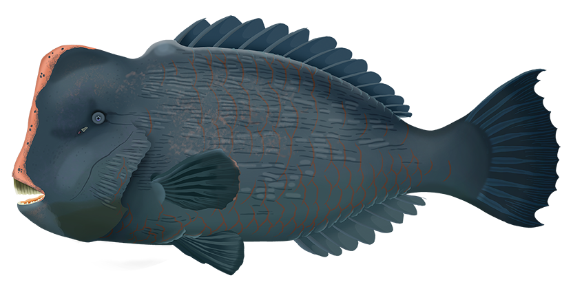 Bumphead Parrotfish - Bolbometopon Muricatum | Marinewise